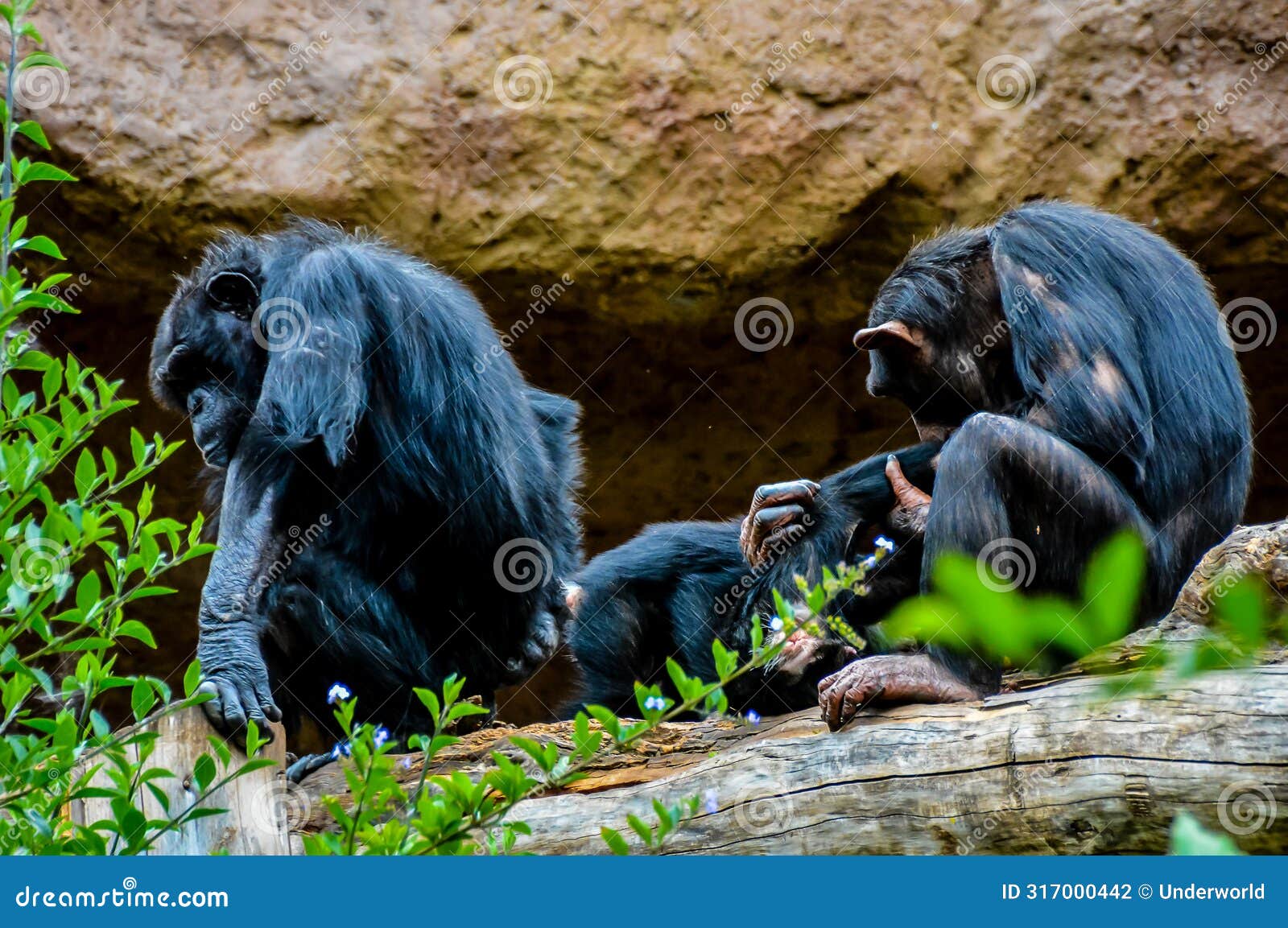 Three Black Monkeys are Sitting on a Log in a Zoo Stock Photo - Image ...