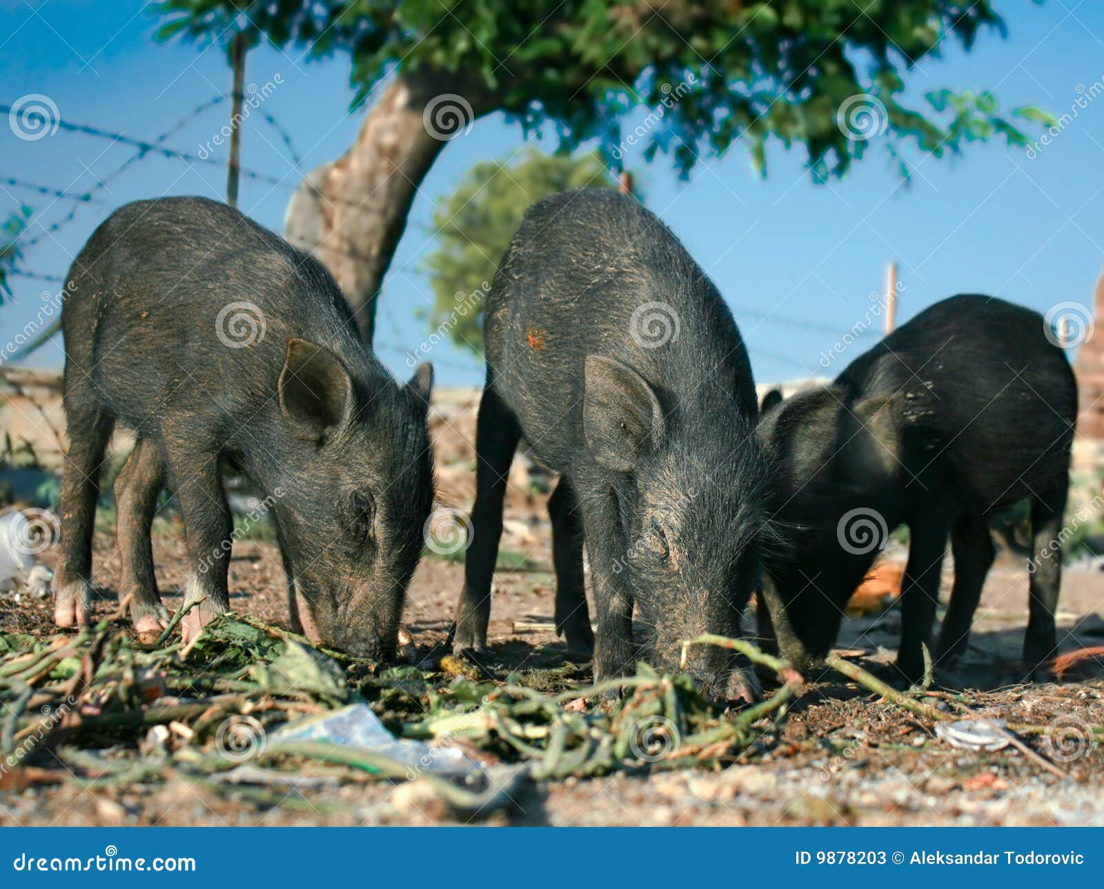 Three Black Piglets are Eating Outside Stock Image - Image of farm ...