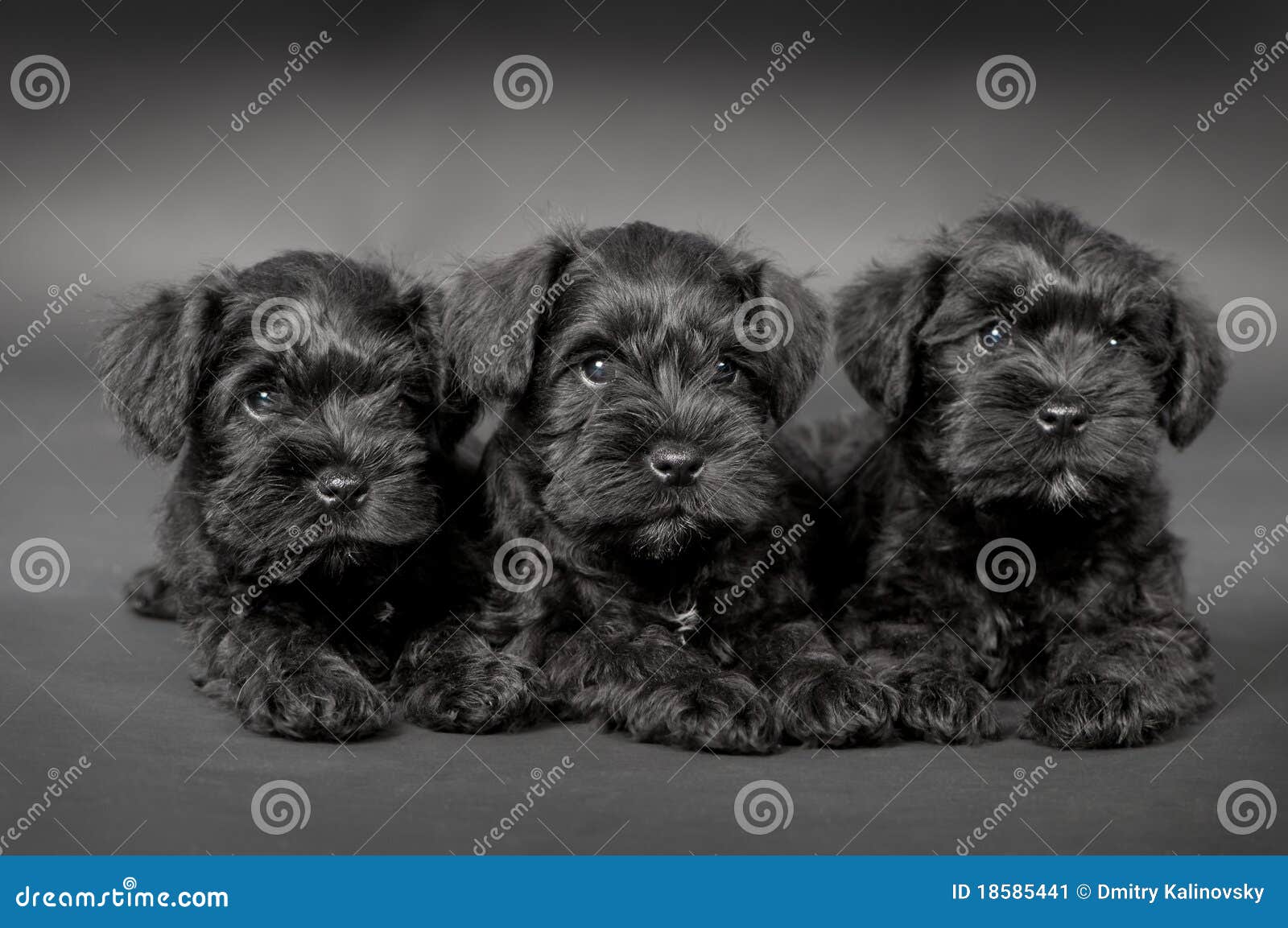 Three Black Puppy of Zwergschnauzer Stock Image - Image of puppies ...