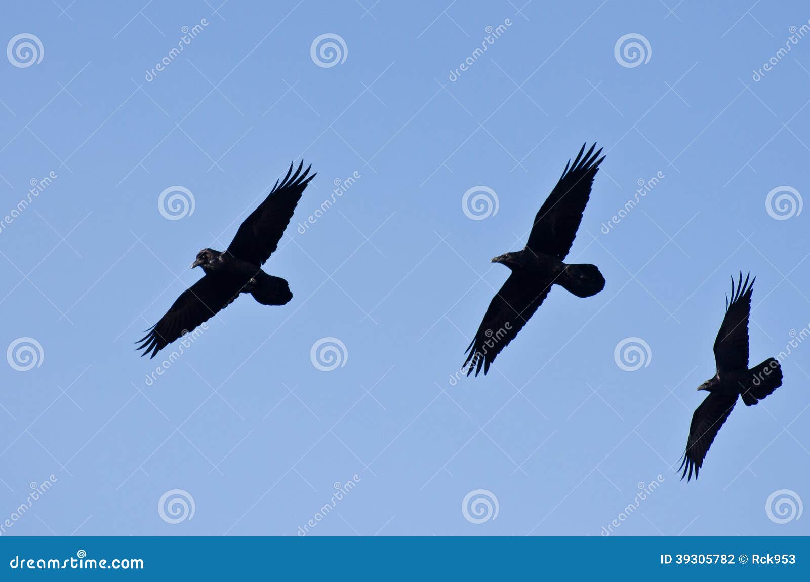 Three Black Ravens Flying in a Blue Sky Stock Photo - Image of circling ...