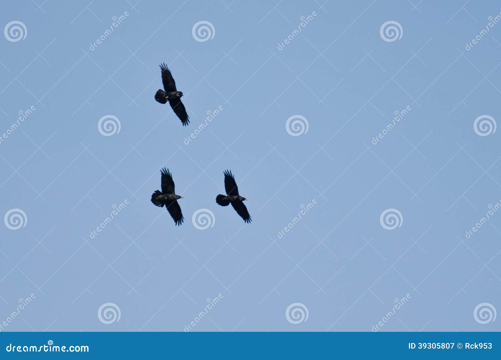 Three Black Ravens Flying in a Blue Sky Stock Image - Image of bird ...