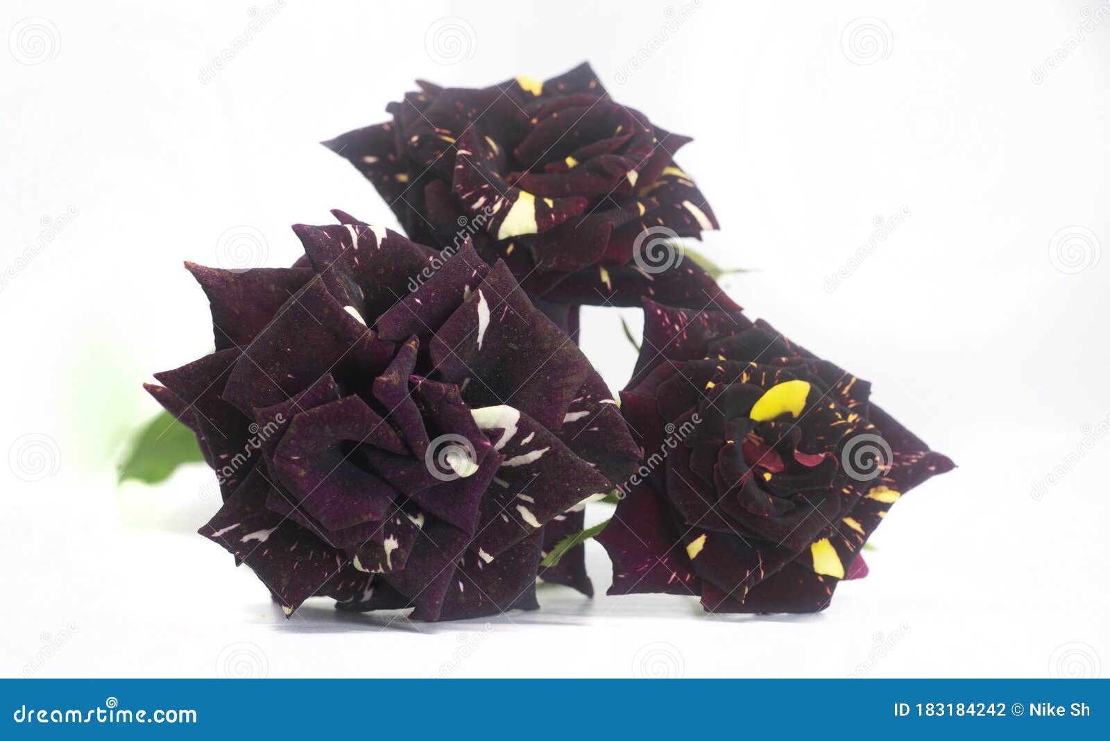 Black roses stock photo. Image of morning, close, colours - 183184242