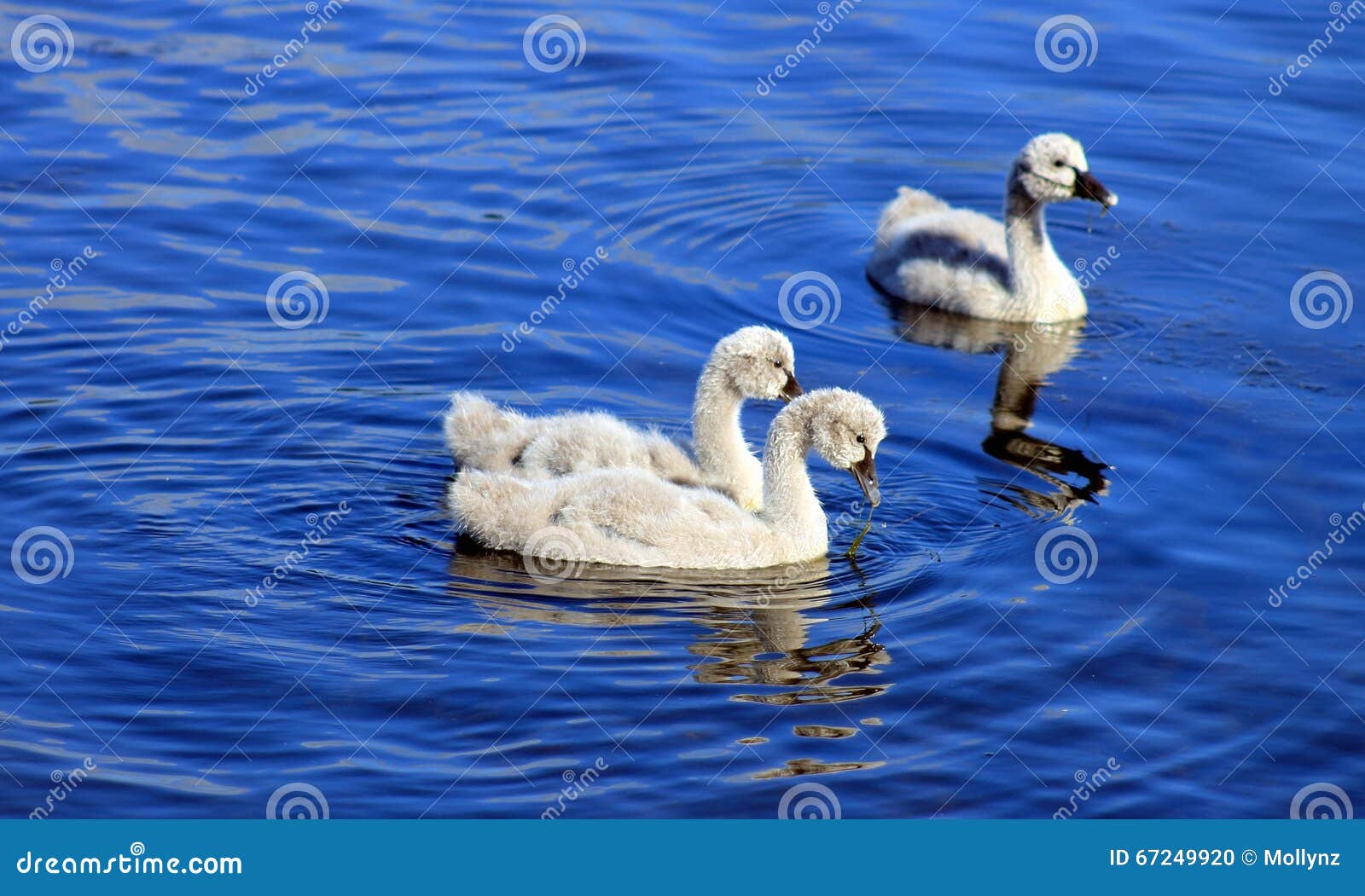 Three Black Swan Cygnets stock photo. Image of baby, beauty - 67249920