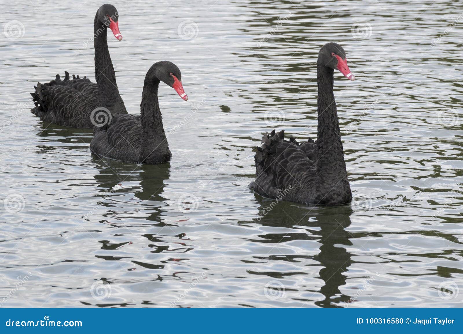 Three black swans stock photo. Image of swans, river - 100316580