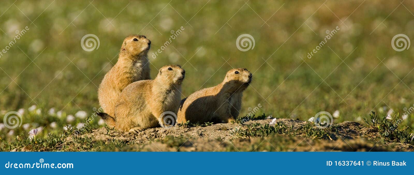 Three Black Tailed Prairie Dogs Stock Image - Image of tailed, tail ...
