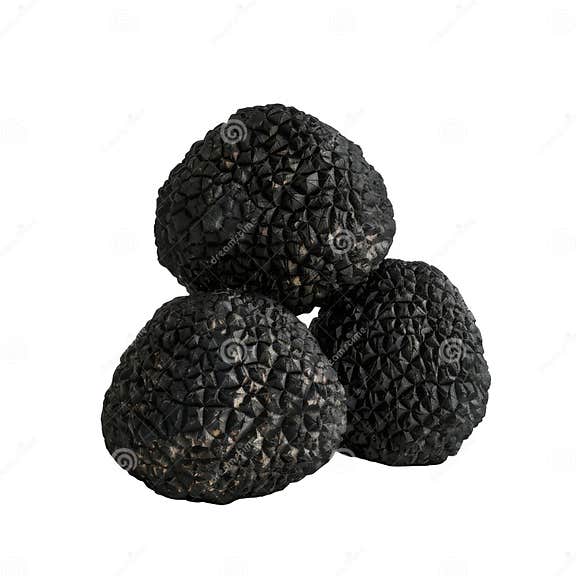 Three Black Truffles, Detailed Surface Texture Stock Illustration ...