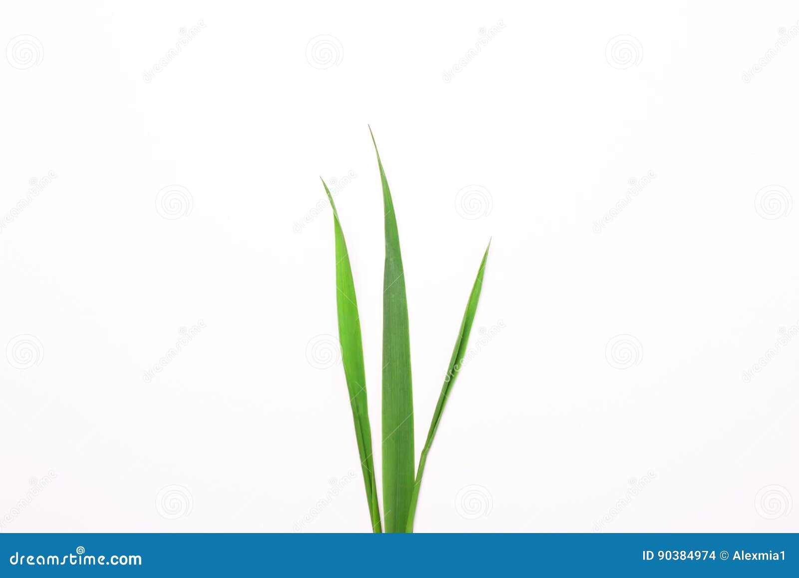 Three Blades of Grass on a White Background. Stock Photo - Image of ...