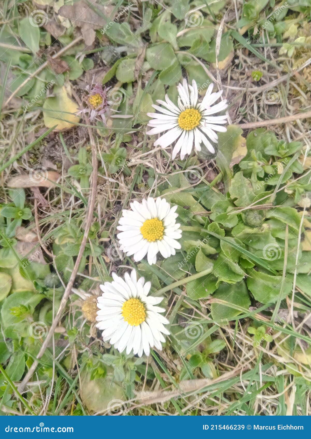 Three blomming daisy stock image. Image of blossom, herb - 215466239