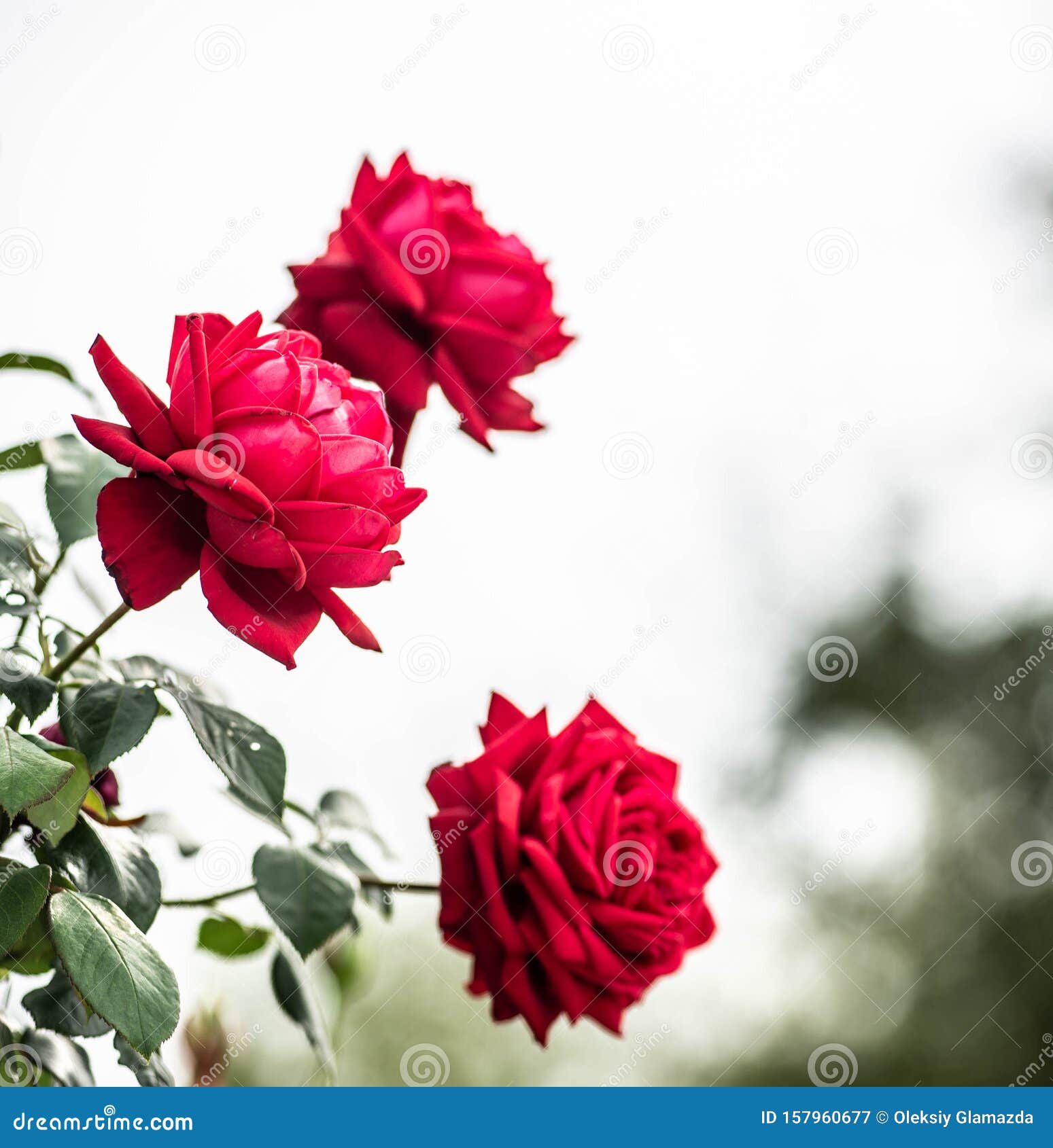 Three Blooming Bright Red Roses. Stock Image - Image of closeup ...