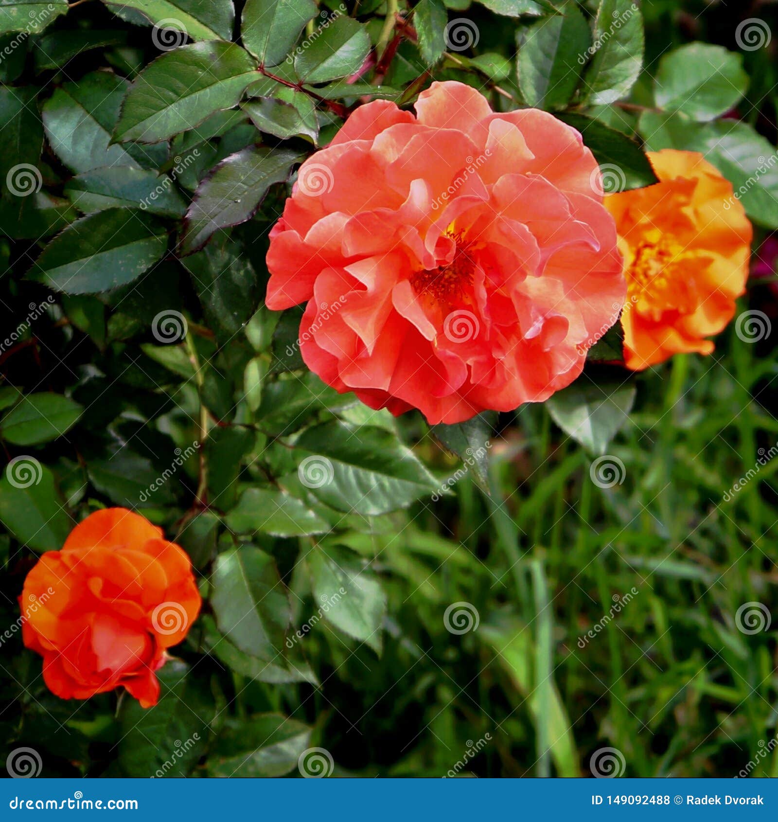 Red roses stock photo. Image of growth, blossom, bush - 149092488
