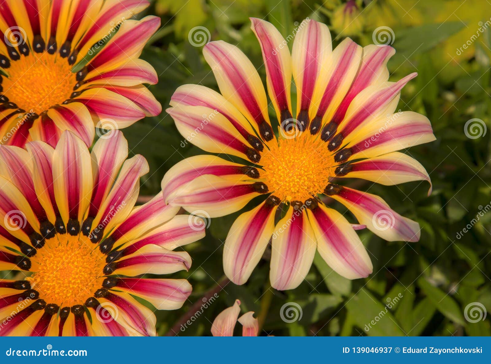 Gazania flowers from above stock image. Image of leaf - 139046937