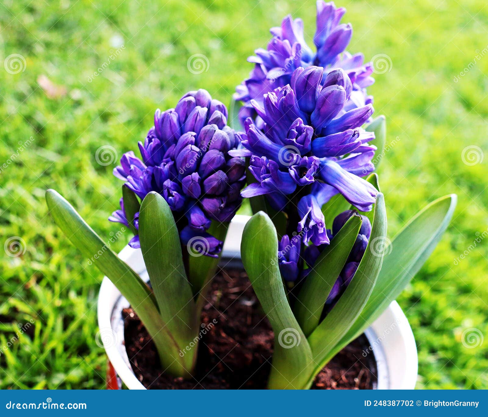 A Close Up of Just Opened Bluebells. Stock Photo - Image of flower ...