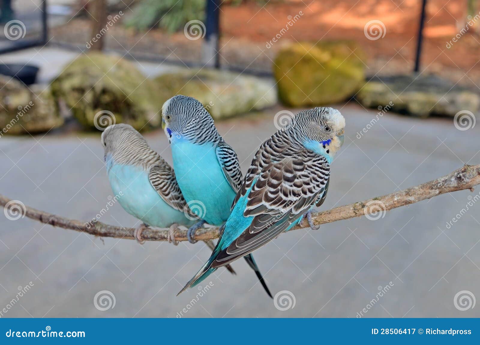 Three Blue Budgerigars stock image. Image of nature, birds - 28506417