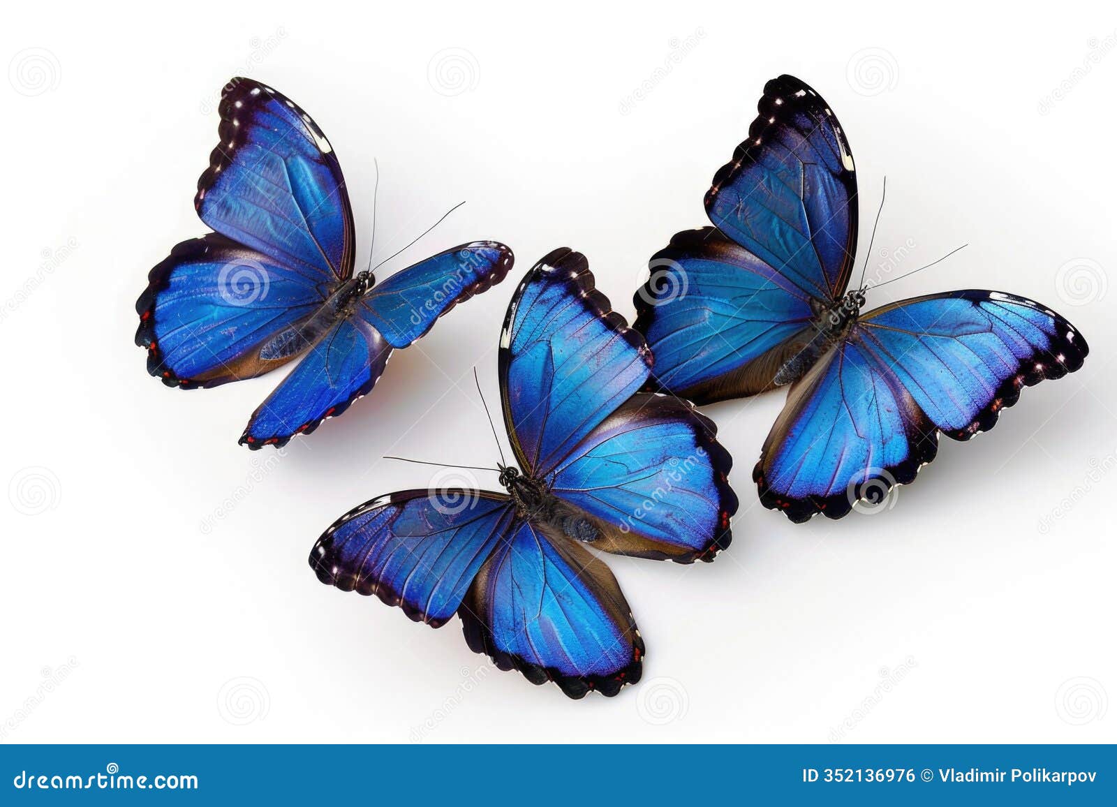 Three Blue Butterflies on a Plain White Background. Ideal for Nature ...