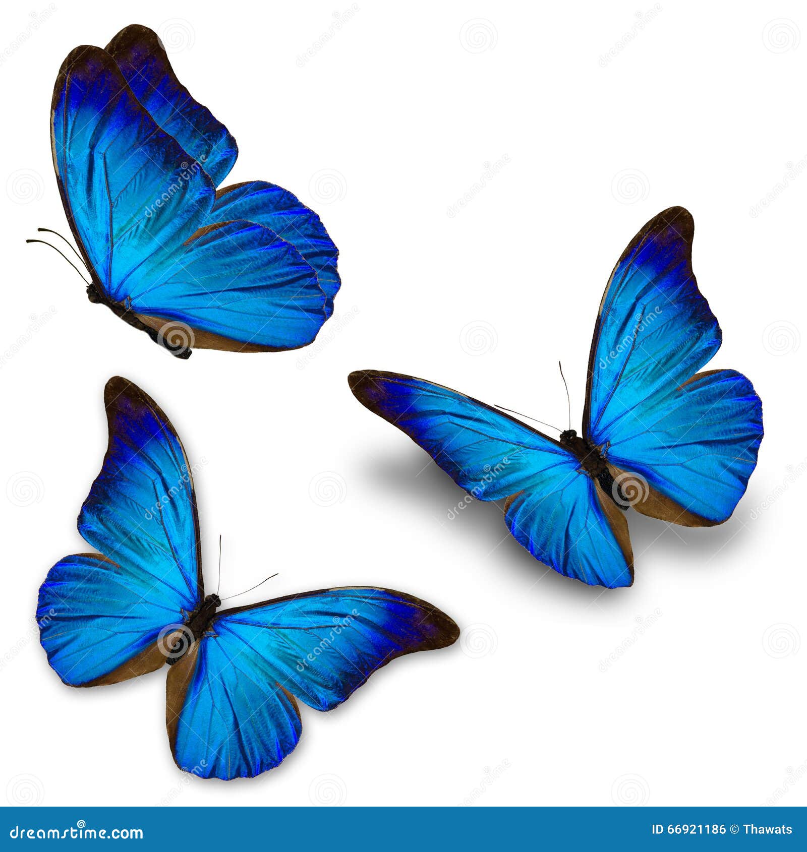 Blue Butterflies Flying Blue Butterflies Flying