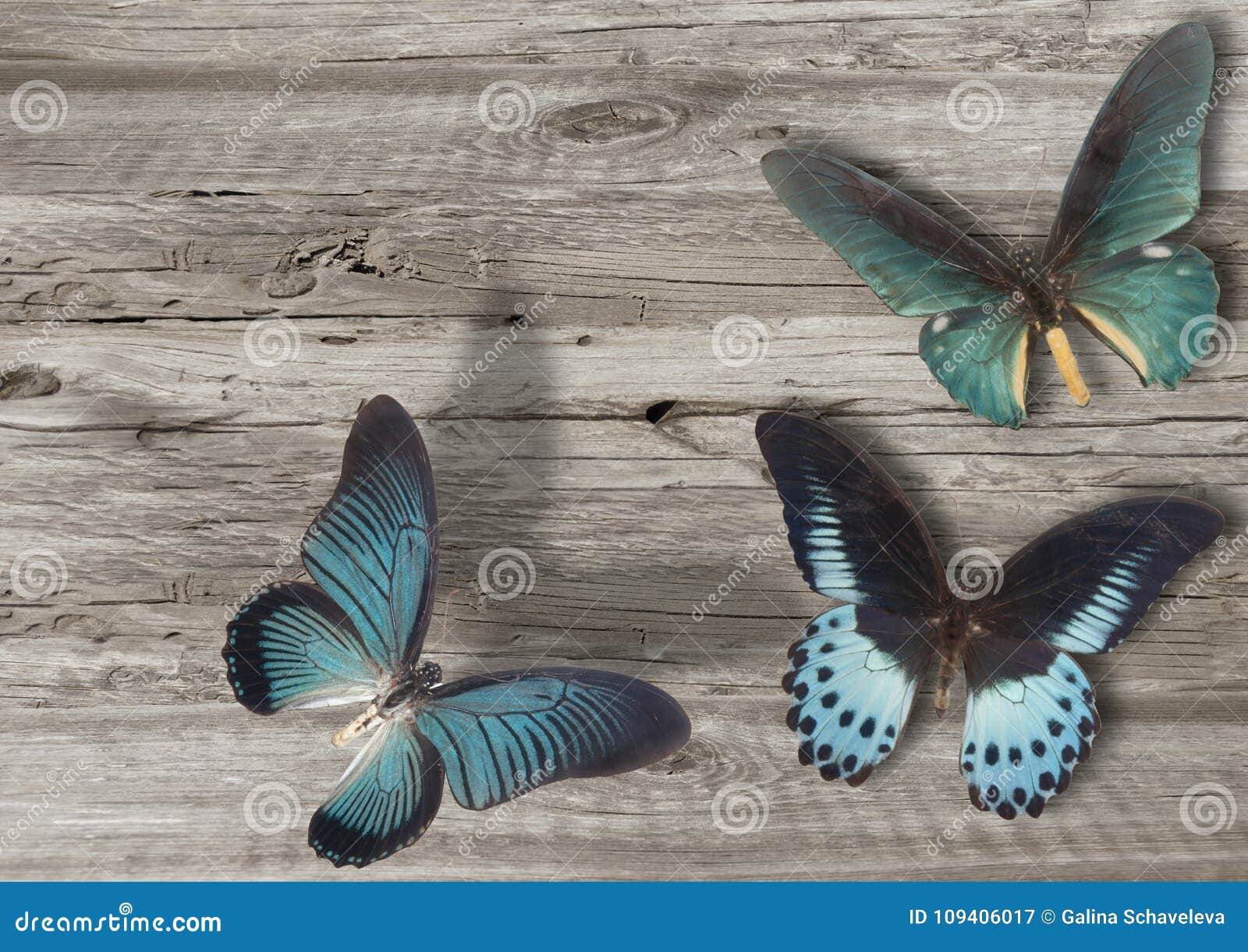 Three blue butterfly stock image. Image of lightness - 109406017