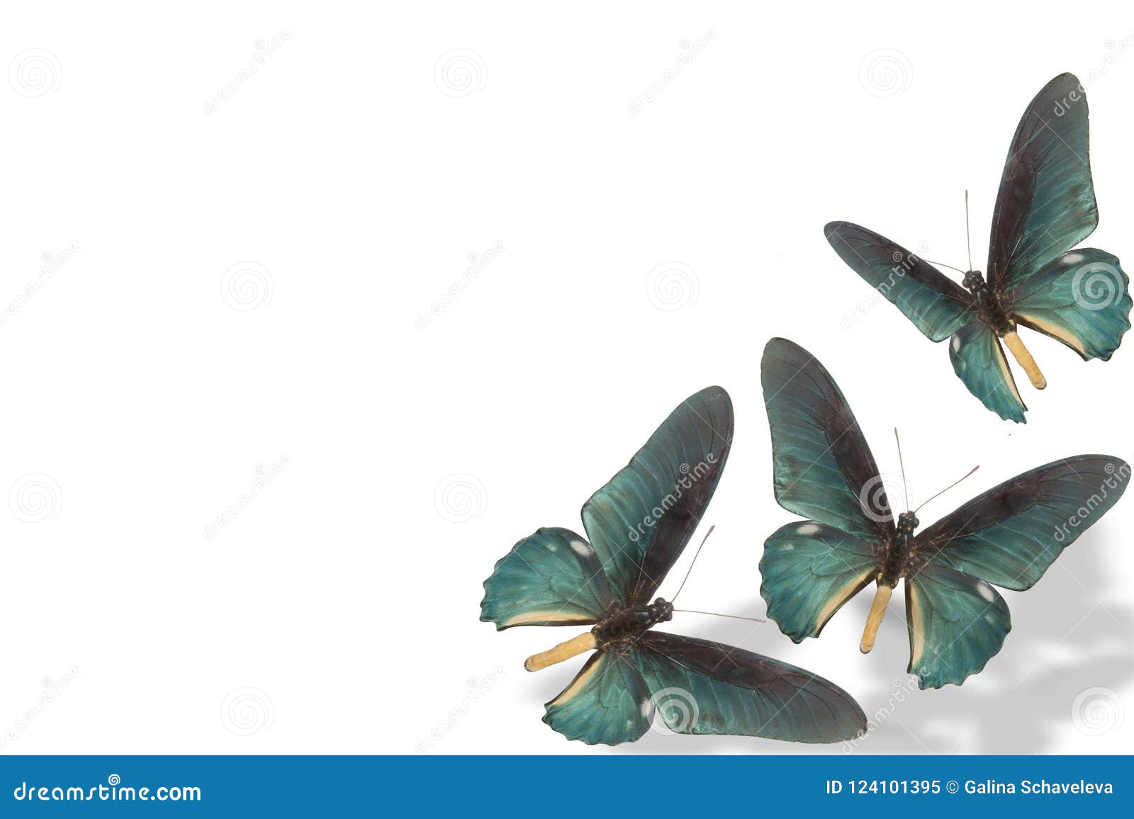 Blue Butterfly on White Background Stock Image - Image of shadow, sail ...