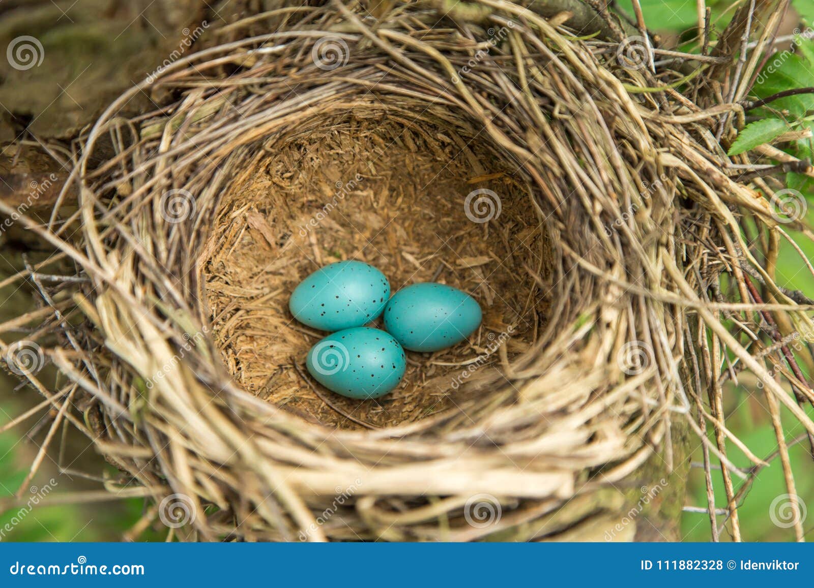 Three Blue Eggs in the Nest Closeup Stock Photo - Image of outdoors ...