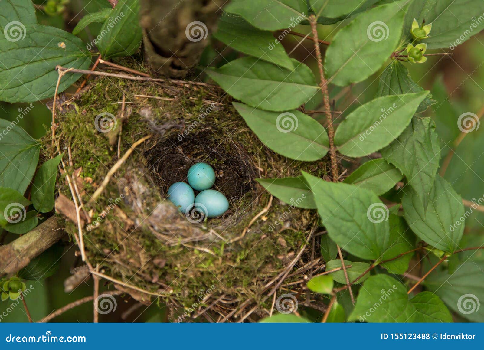 Three Blue Eggs in the Nest on a Tree in the Forest Stock Photo - Image ...