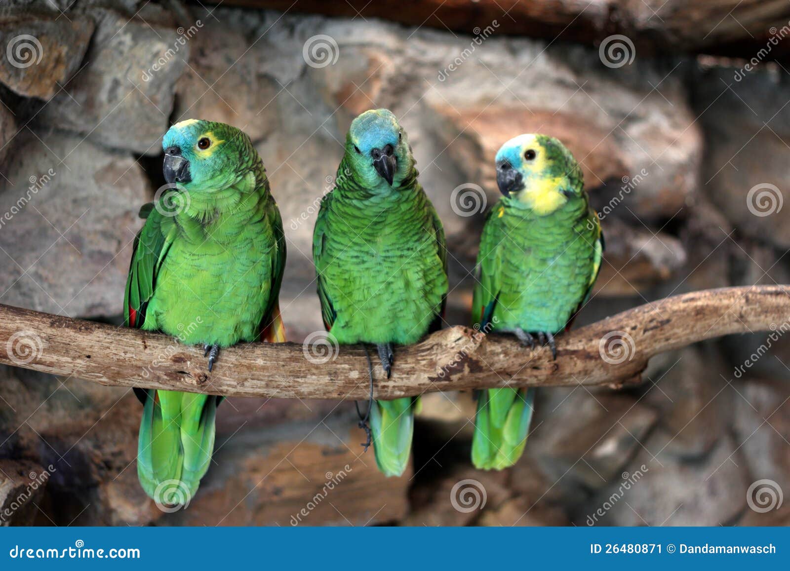 Three Blue-Fronted Amazon (Amazona Aestiva) Stock Image - Image of ...