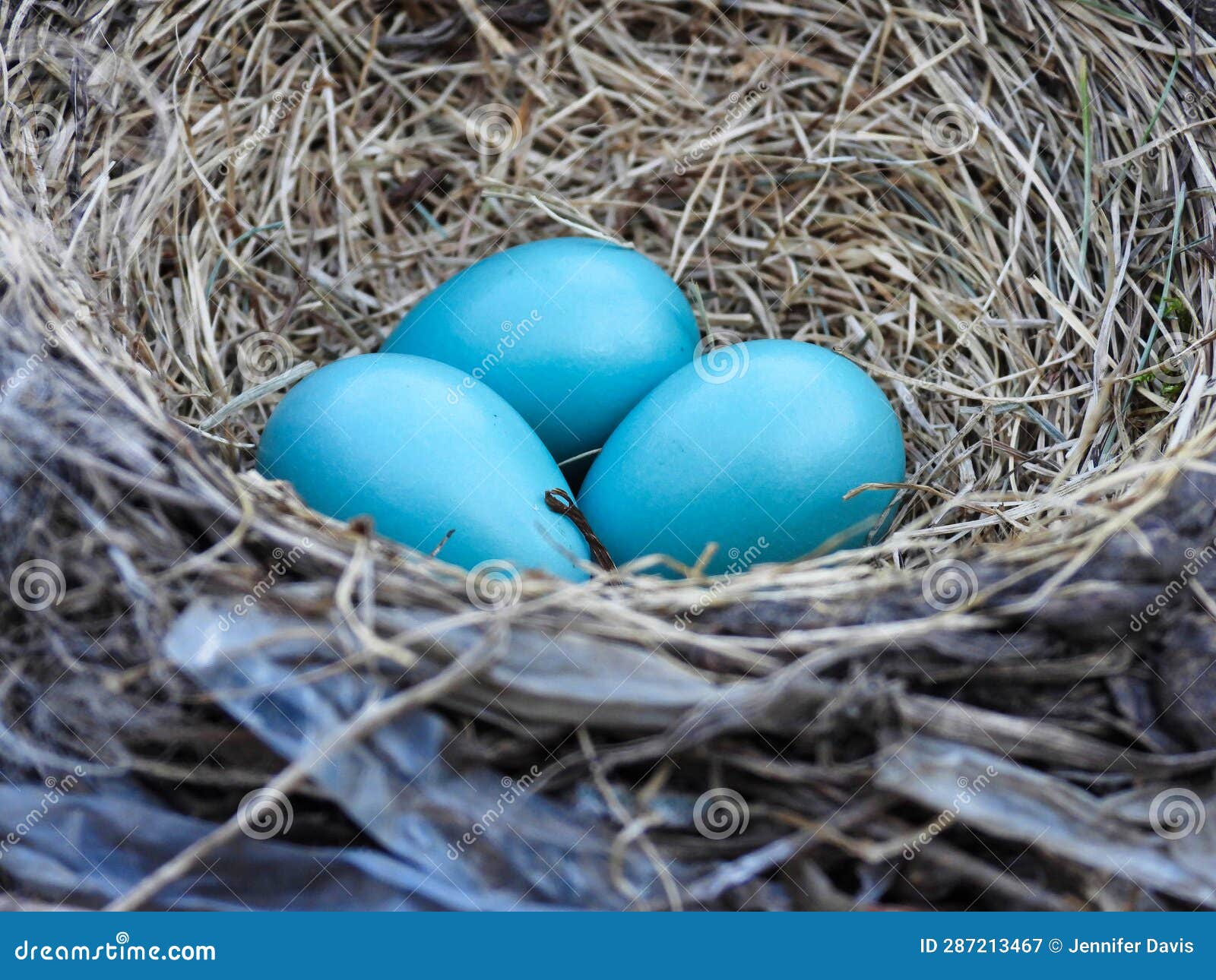 Three Blue Robin Eggs in the Nest Stock Image - Image of nest, american ...