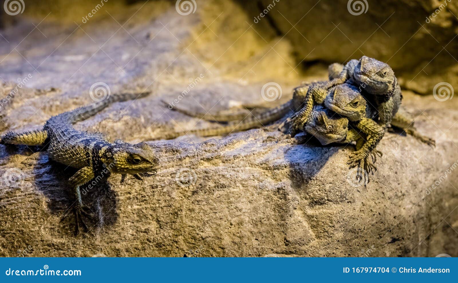 Three Blue Spiny Lizards Keeping Warm by Stacking and a Fourth Lizard ...