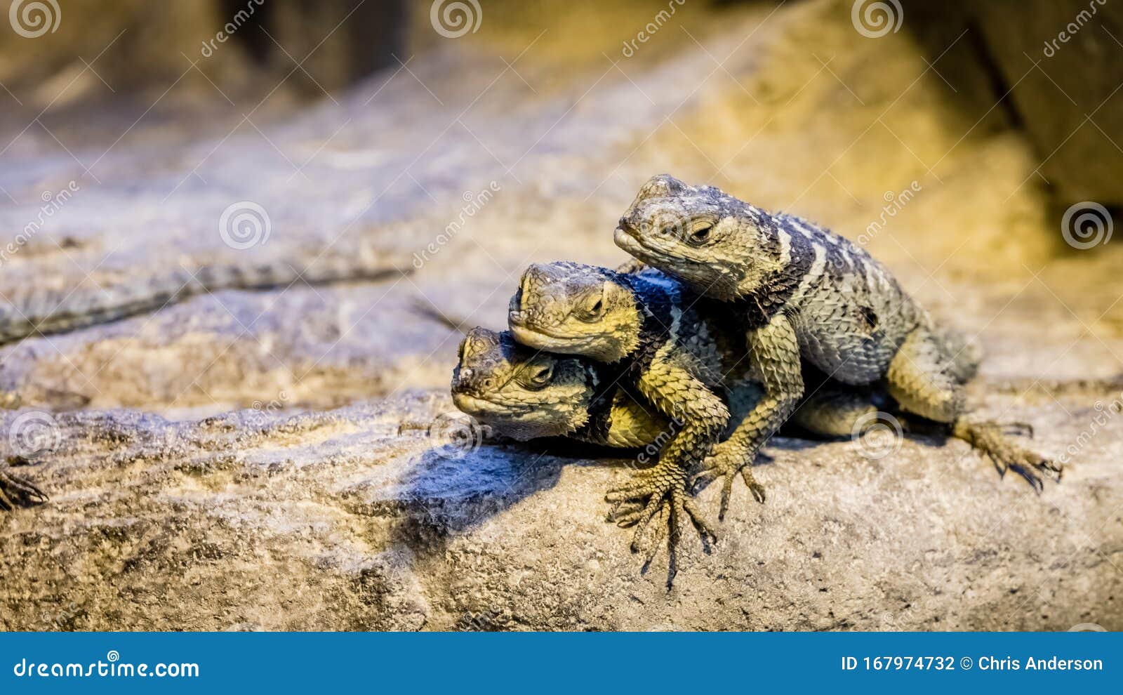 Three Blue Spiny Lizards Keeping Warm by Stacking Editorial Photography ...