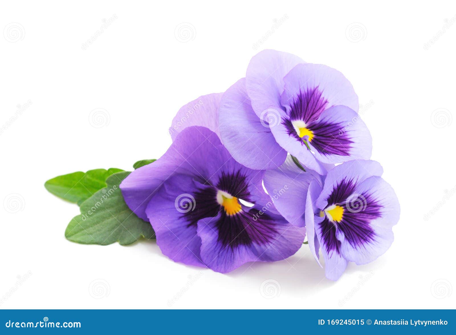 Three blue violets stock image. Image of blue, leafs - 169245015