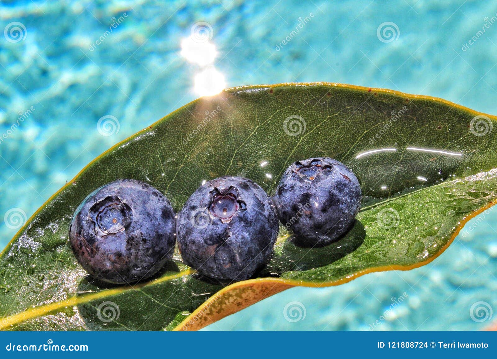 Three Blueberries in a Pod stock photo. Image of three - 121808724