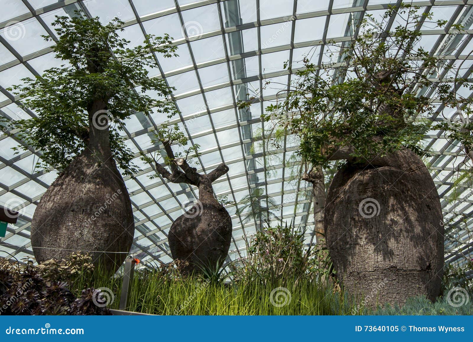 Three Boab Trees on Display in the Magnificent Atrium Display at the ...