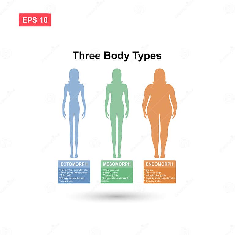 Three Body Type Female Ectomorph Mesomorph Endomorph Vector Isolated ...
