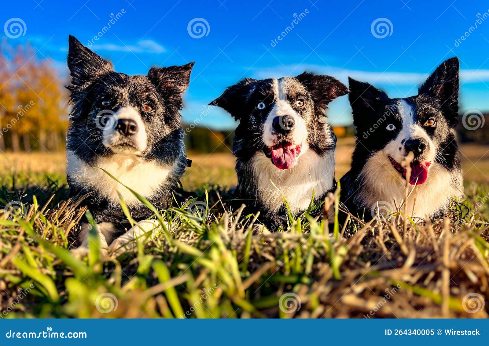 Three Border Collies on the Field. Stock Image - Image of canine ...
