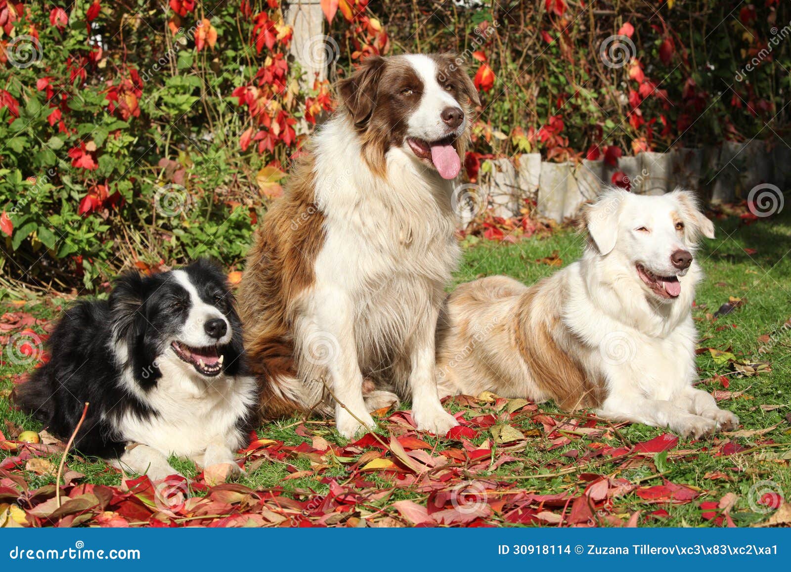 Three Border Collies in Red Leaves Stock Photo - Image of doggy, color ...