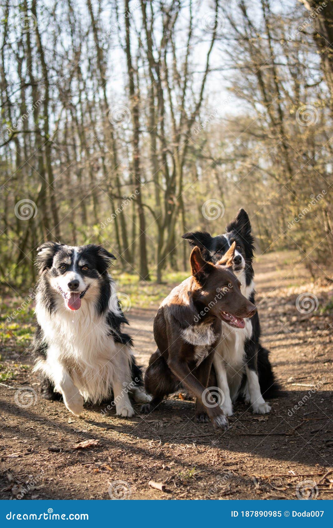 Three Border Collies are Sitting in Forest on the Road. Stock Image ...