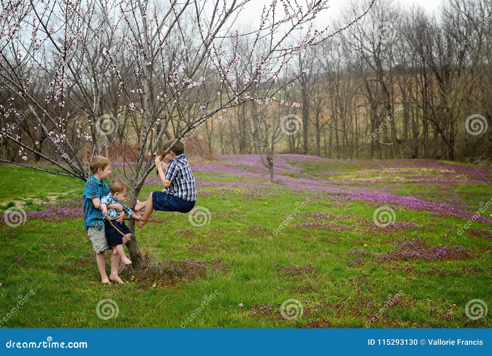 Three Boys Climbing a Tree in the Springtime Stock Photo - Image of ...