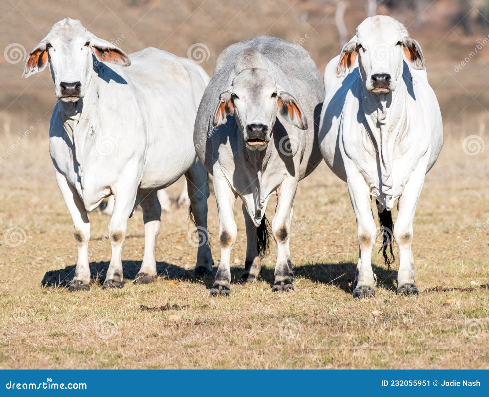 Three Brahman Cows in the Dry Australian Landscape Stock Image - Image ...