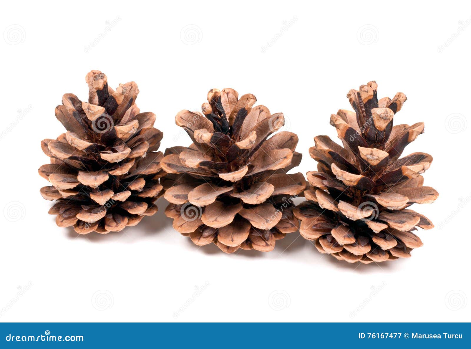 Three branch of fir-tree stock image. Image of evergreen - 76167477