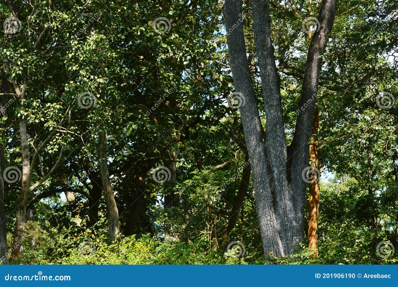 Three Branched Tree on Jungle Stock Photo - Image of trunk, plant ...