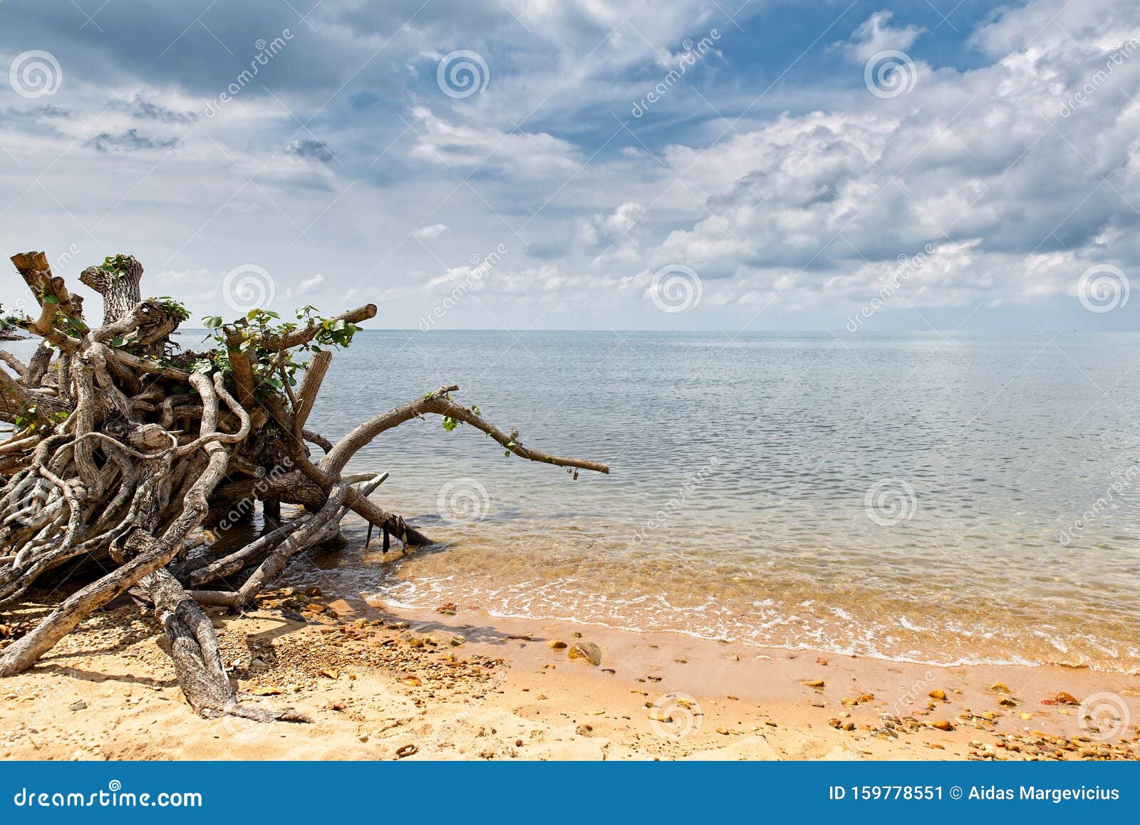 Three Branches on the Beach Stock Image - Image of blue, beach: 159778551