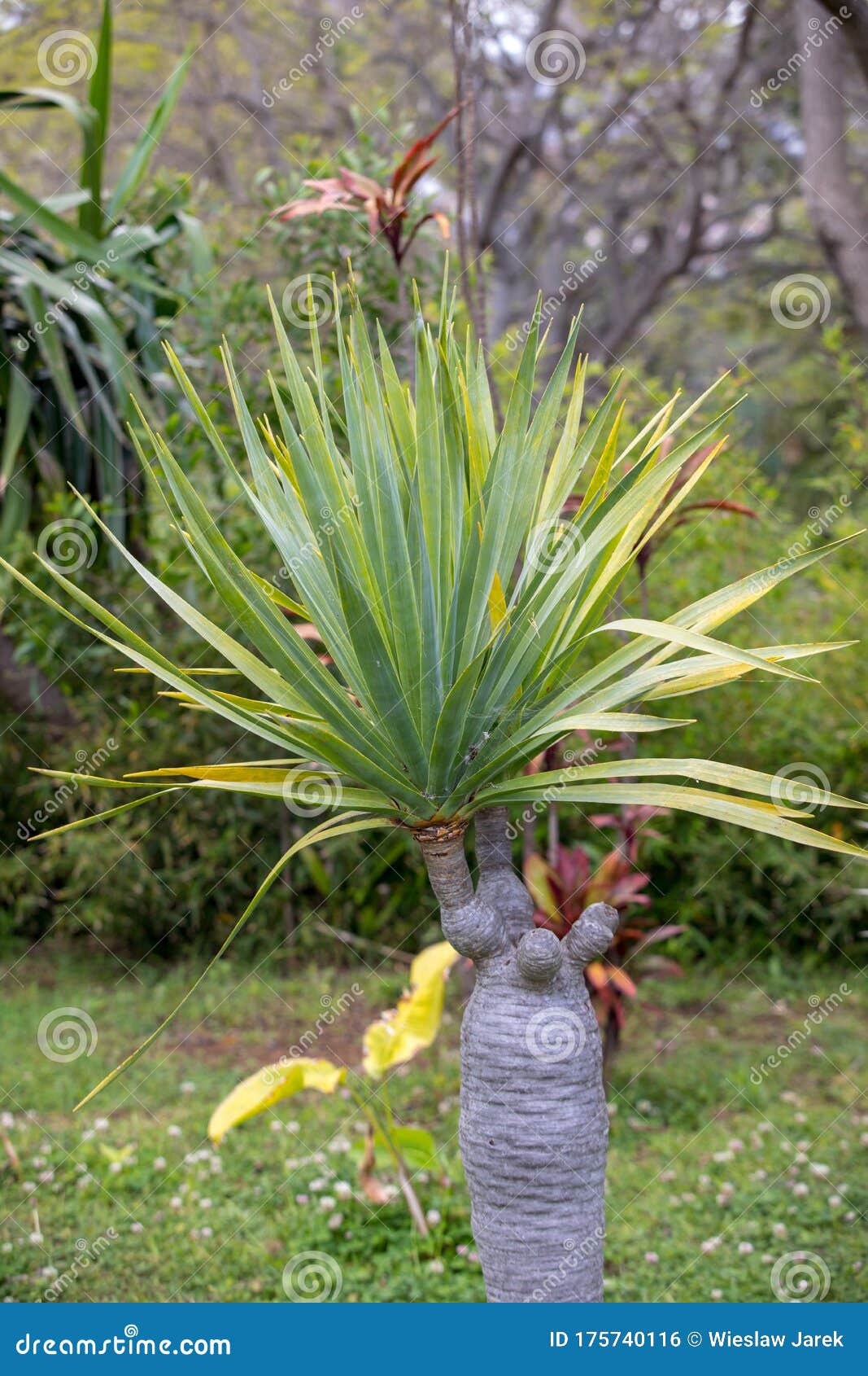 Three Branches of a Dragon Tree Also Known As Dracaena Draco or Drago ...