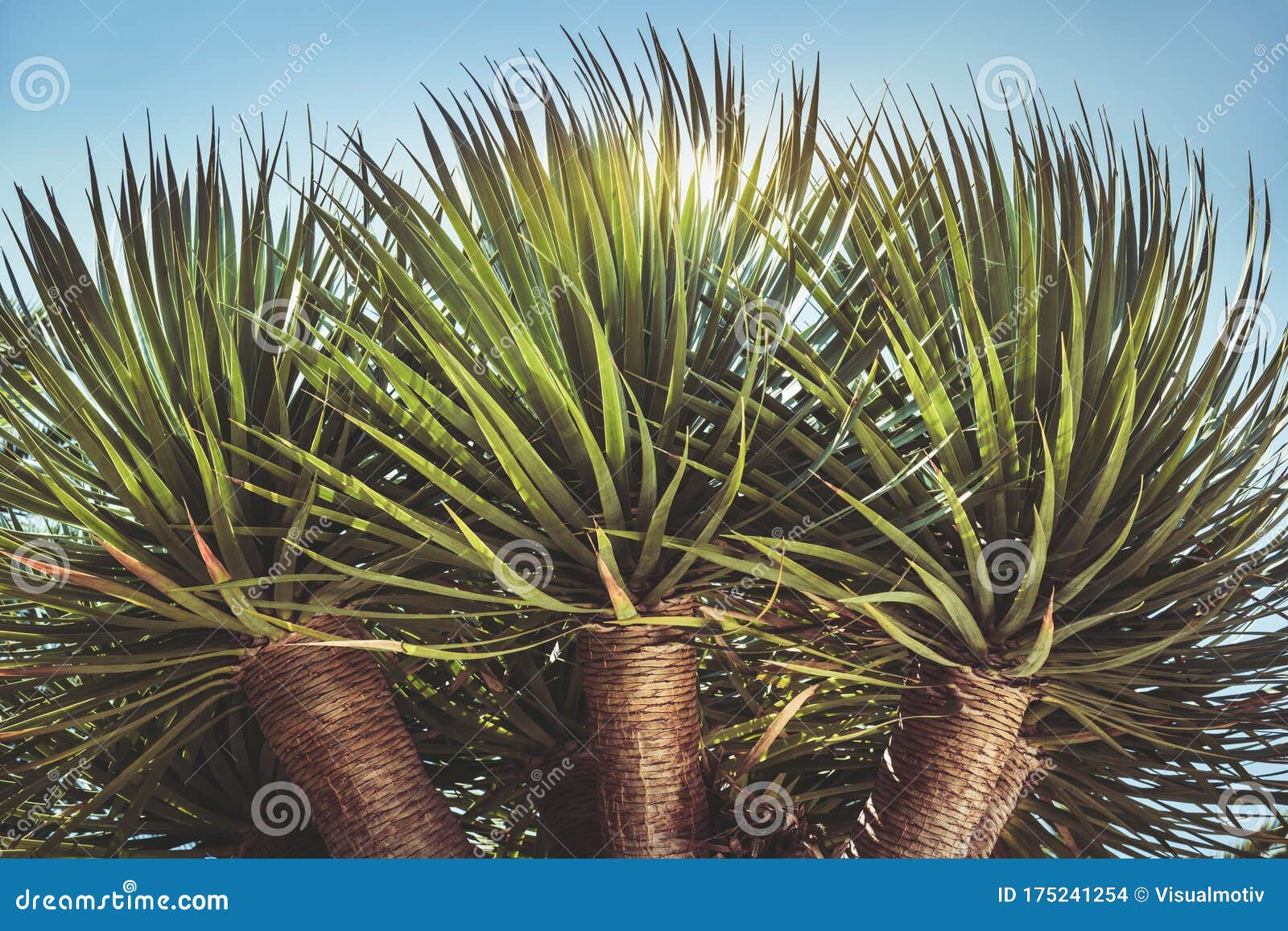 Three Branches of a Dragon Tree Stock Photo - Image of leaf, life ...