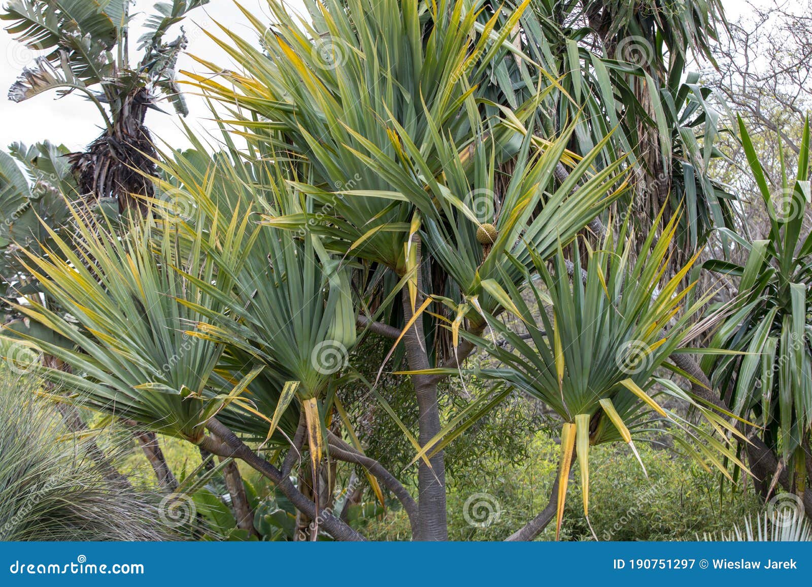 Three Branches of a Dragon Tree Also Known As Dracaena Draco or Drago ...