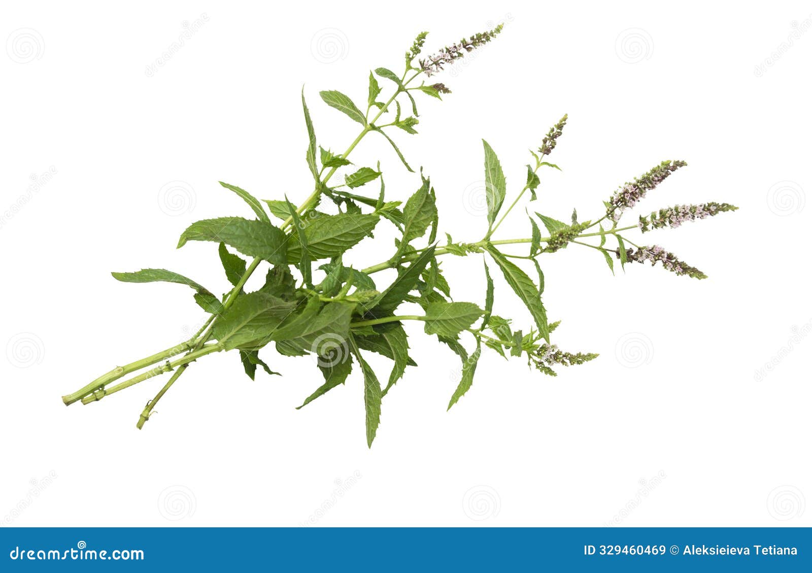 Three Branches of Mint with Leaves Top View on a White Background ...