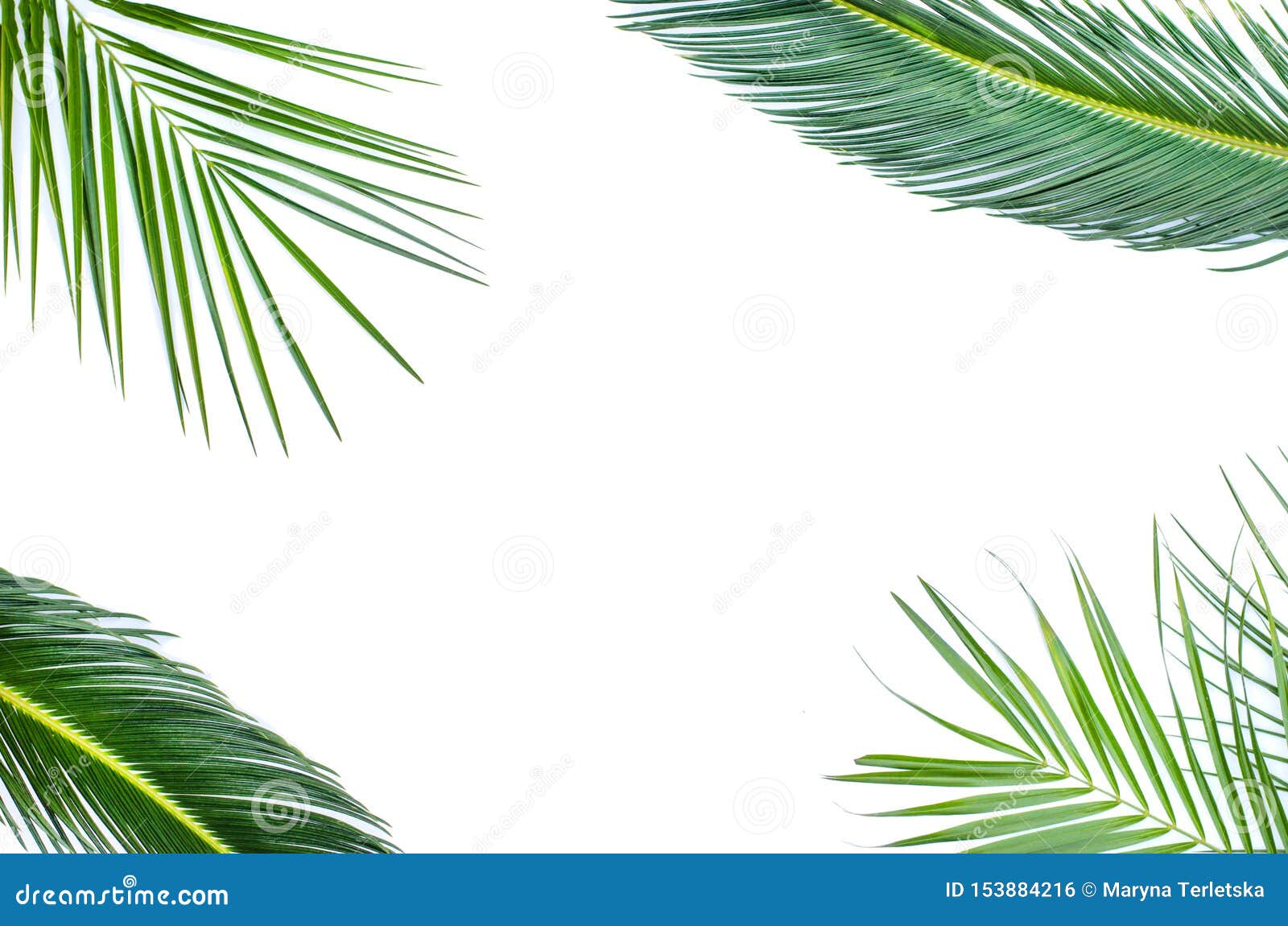 Three Branches of Palm Trees on a White Background Stock Photo - Image ...