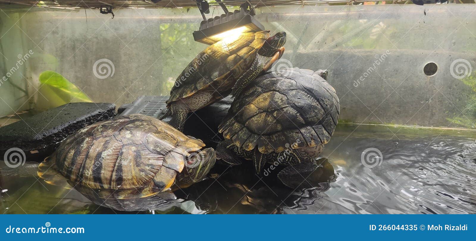 Three Brazillian Turtle stock image. Image of aquarium - 266044335