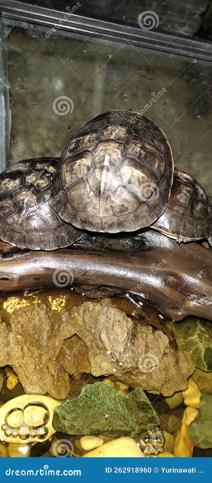 Three Brazillian Turtles stock photo. Image of flower - 262918960