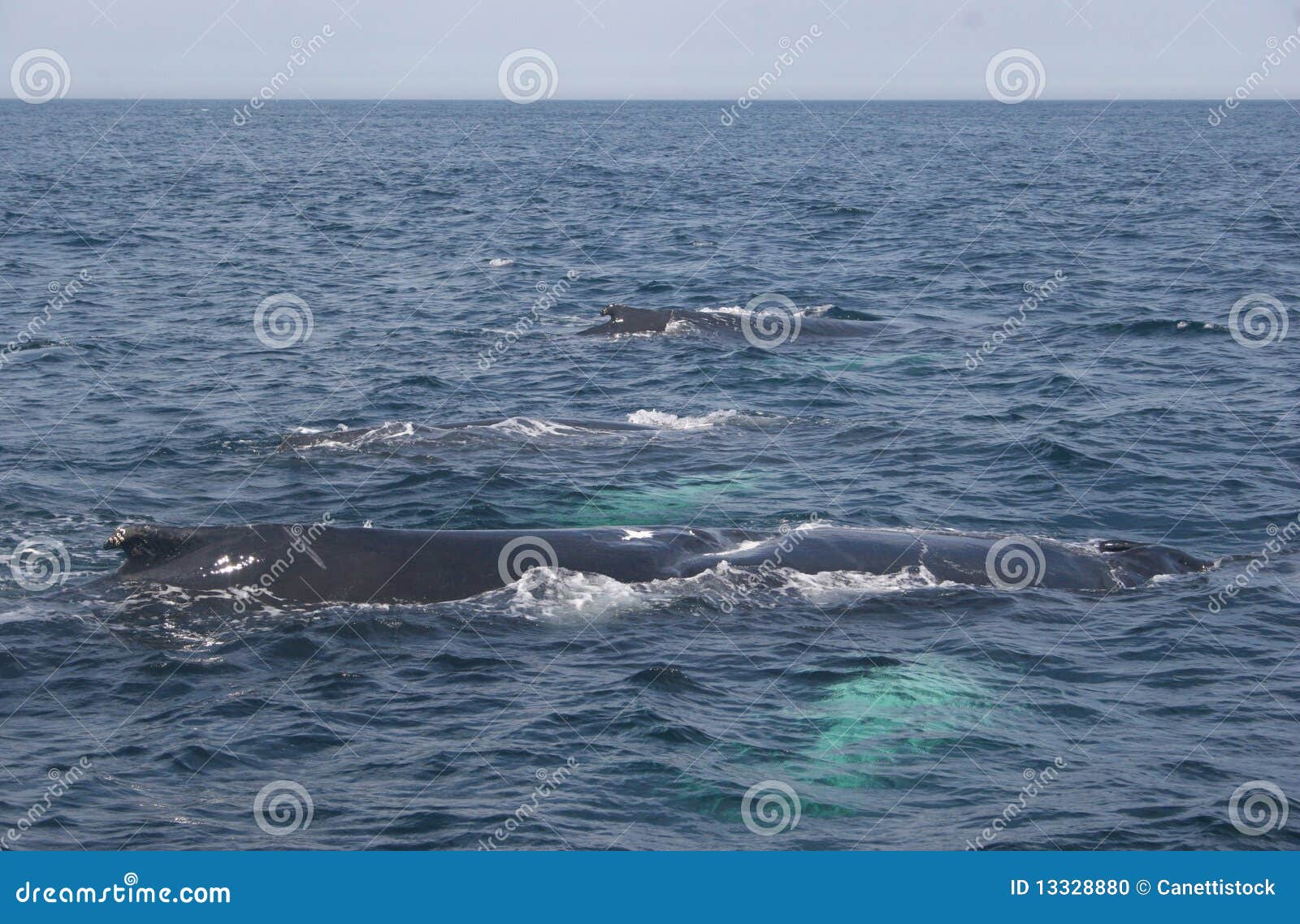 Pectoral Flippers Stock Photos - Free & Royalty-Free Stock Photos from ...