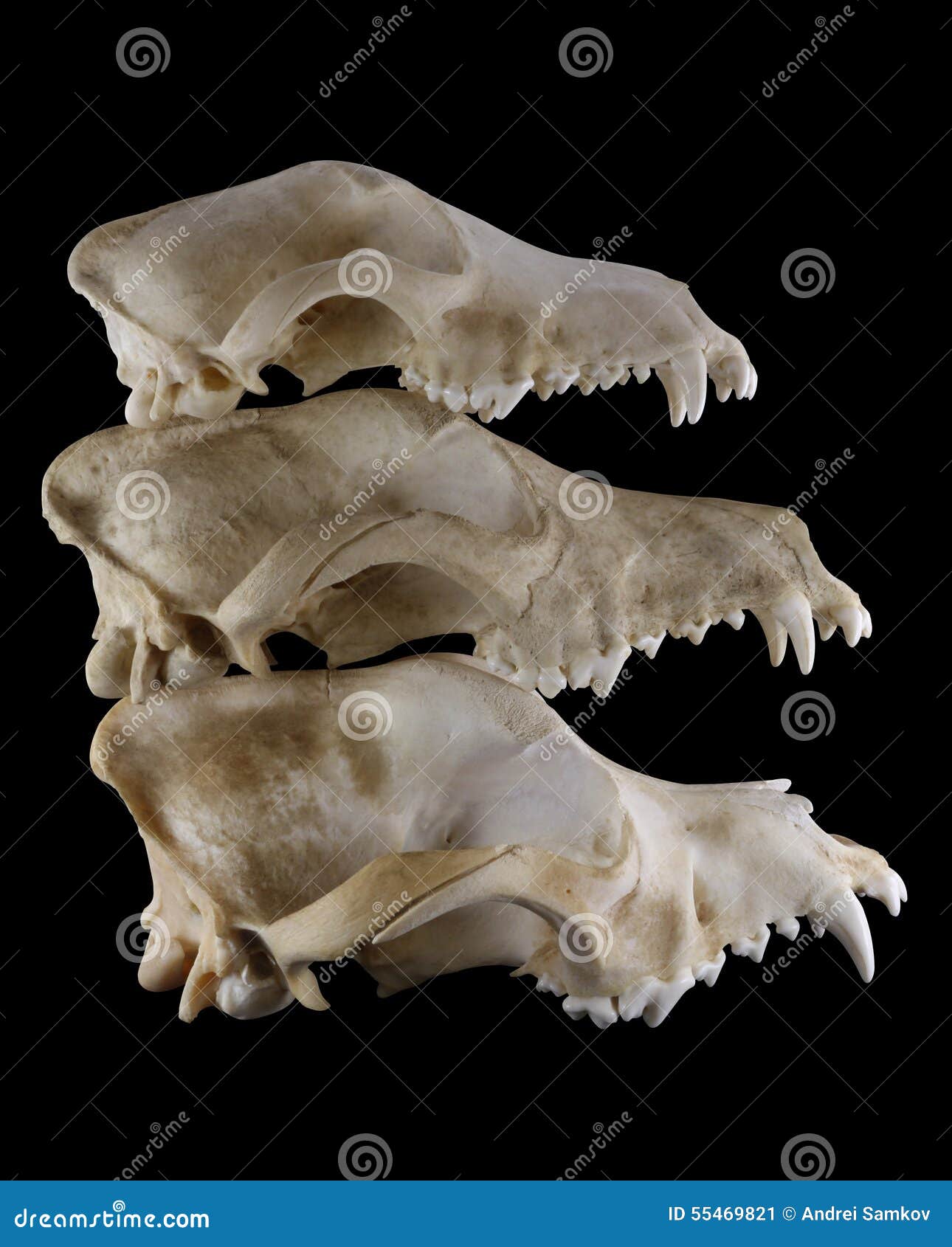 Skulls By Dog Breed