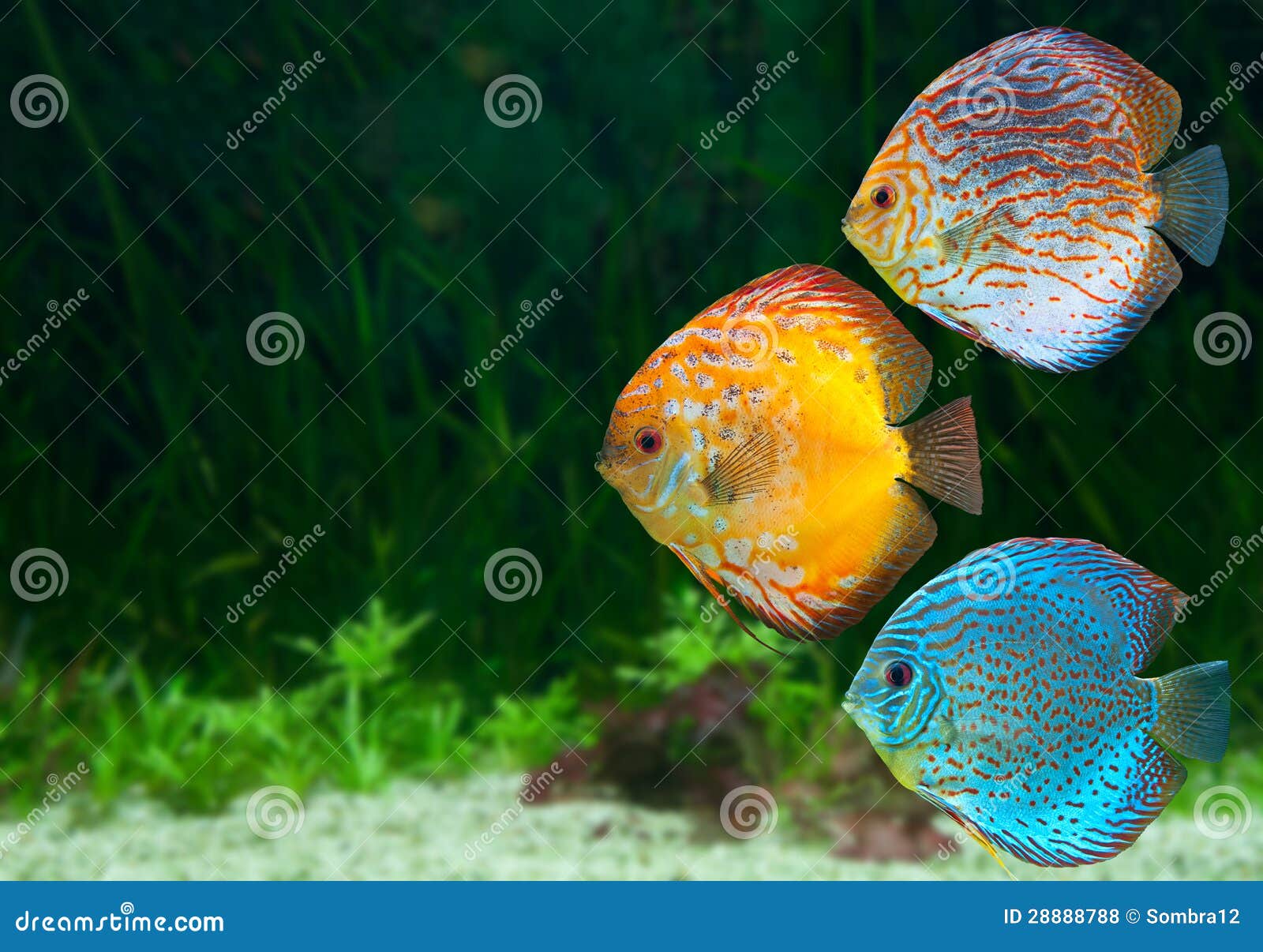 Three Bright Discus in Aquarium Stock Photo - Image of frame, blue ...