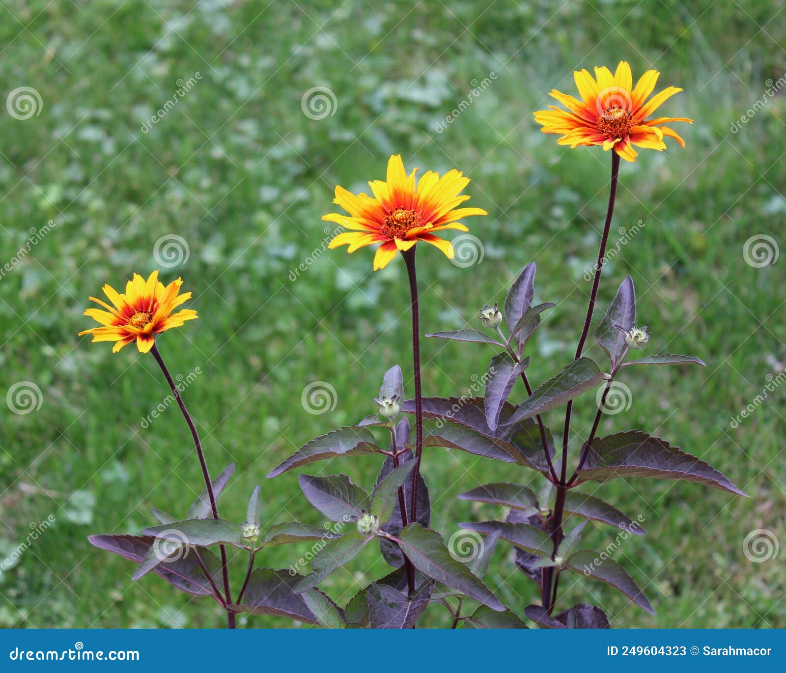 Three Bright Flowers in Height Order Stock Image - Image of heliopsis ...